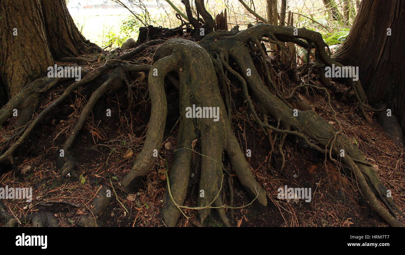 Warped Tree Trunk High Resolution Stock Photography and Images - Alamy