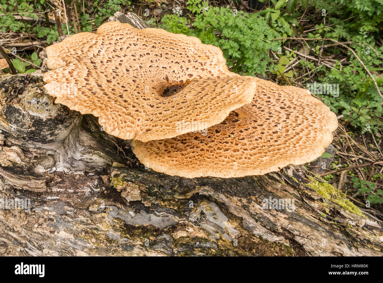 Dryads Saddle Cerioporus Squamosus Fungus Growing On A Fallen Dead