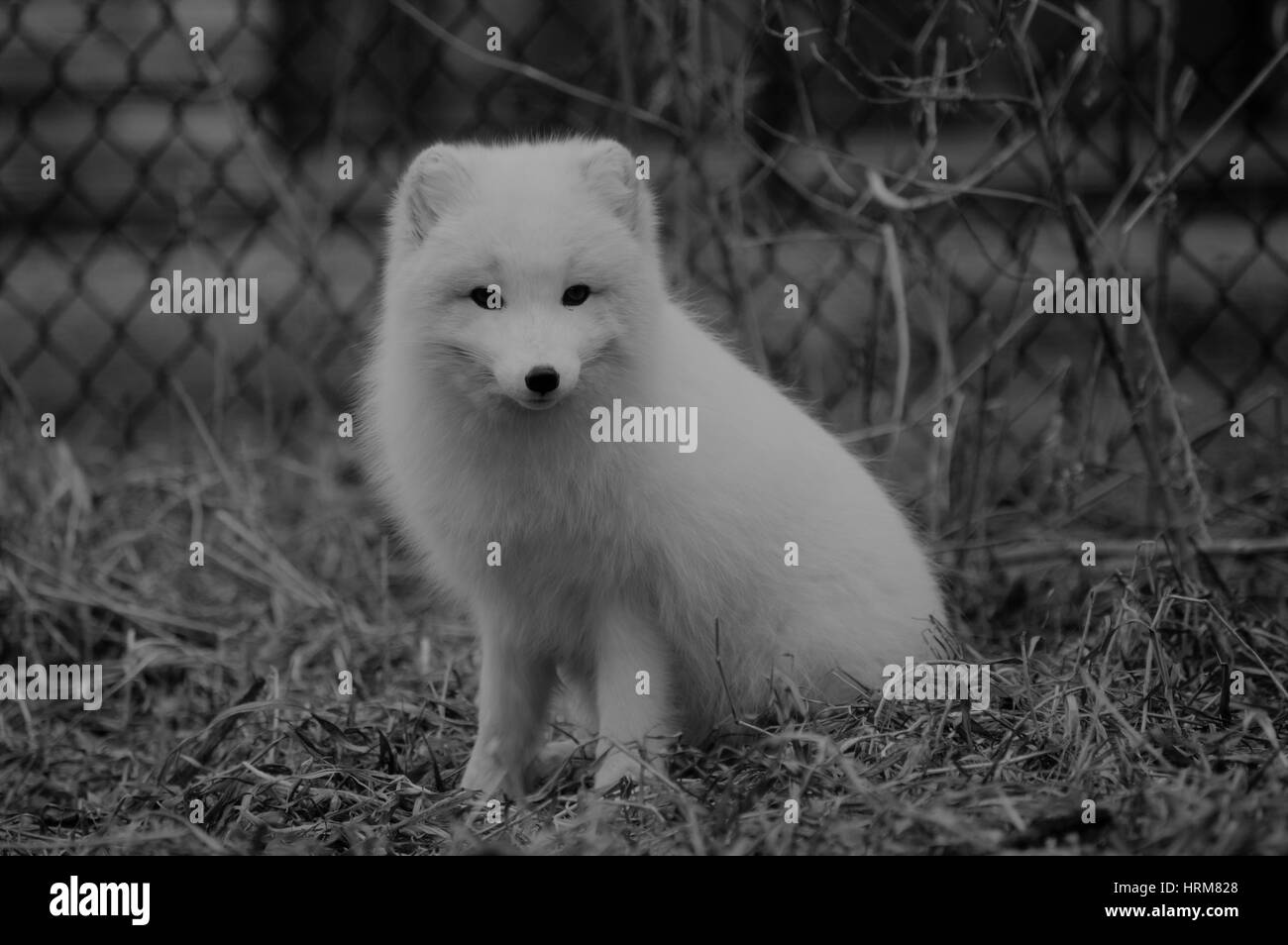 Arctic fox Black and White Stock Photos & Images - Alamy