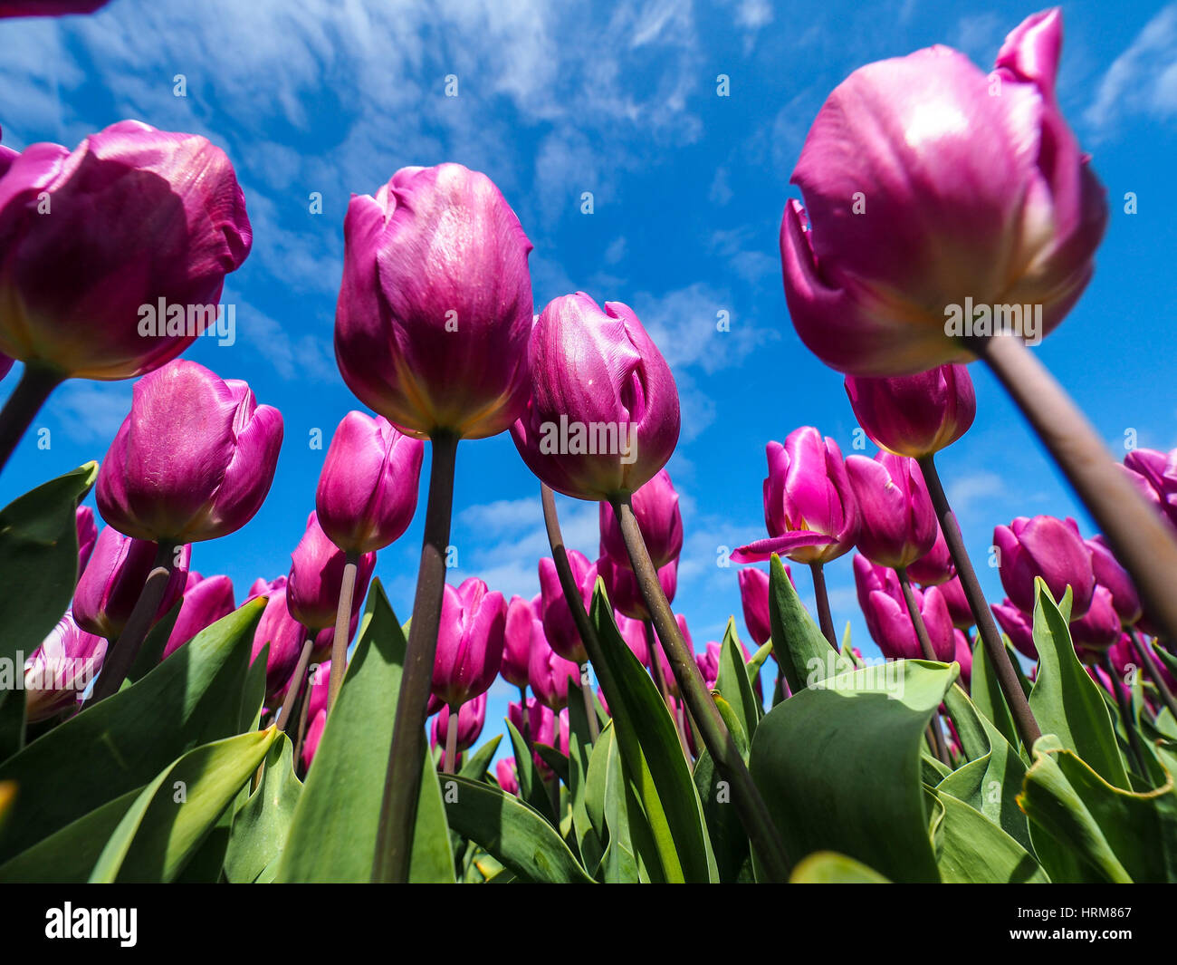 Field of pink tulips, Netherland Stock Photo - Alamy