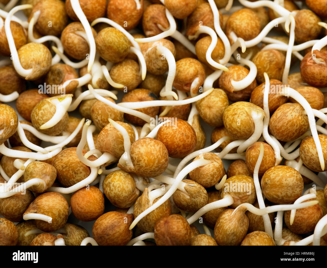 Crunchy sprout hi-res stock photography and images - Alamy