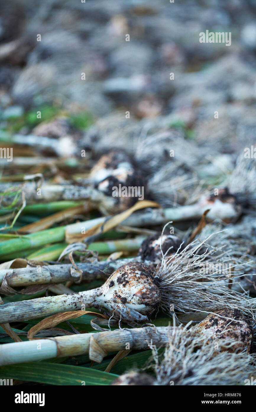 harvested homegrown garlic drying Stock Photo - Alamy