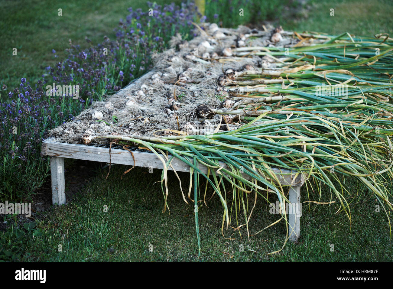 harvested homegrown garlic drying Stock Photo - Alamy
