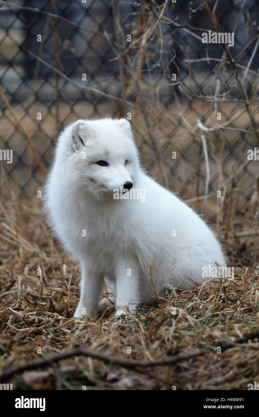 Fox with black legs hi-res stock photography and images - Alamy