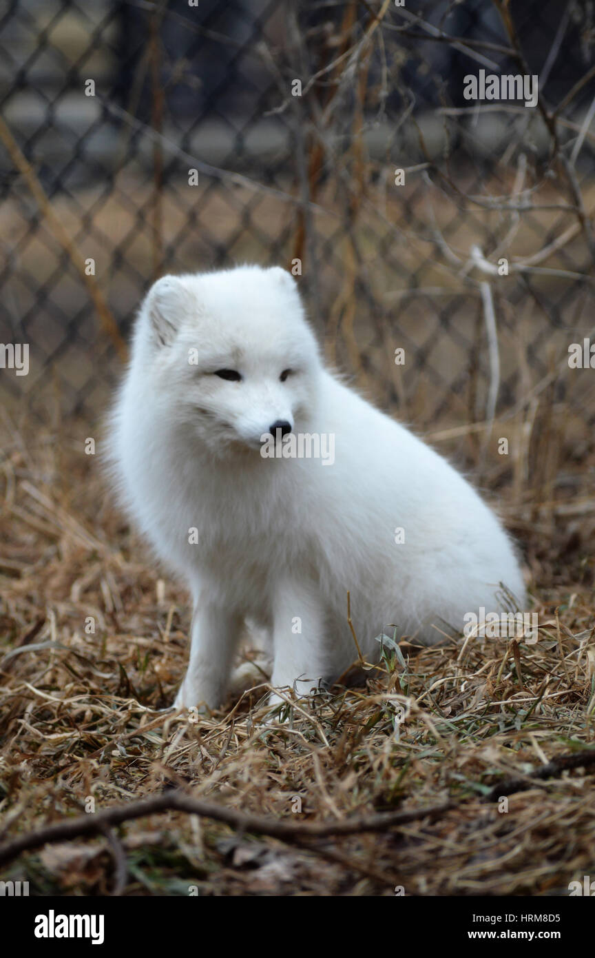 Arctic fox hi-res stock photography and images - Alamy