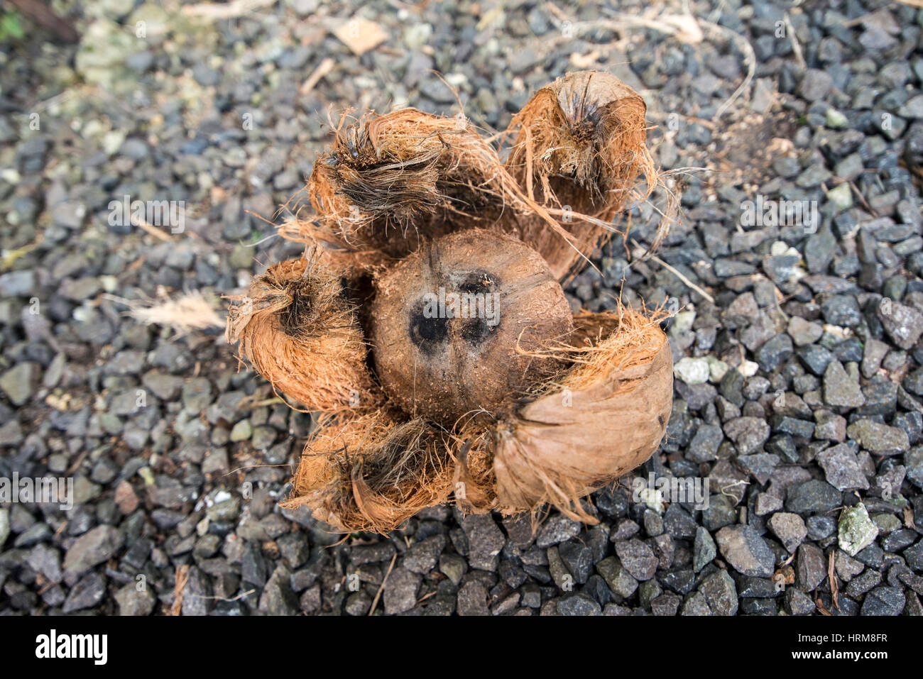 coconut in a husk Stock Photo - Alamy