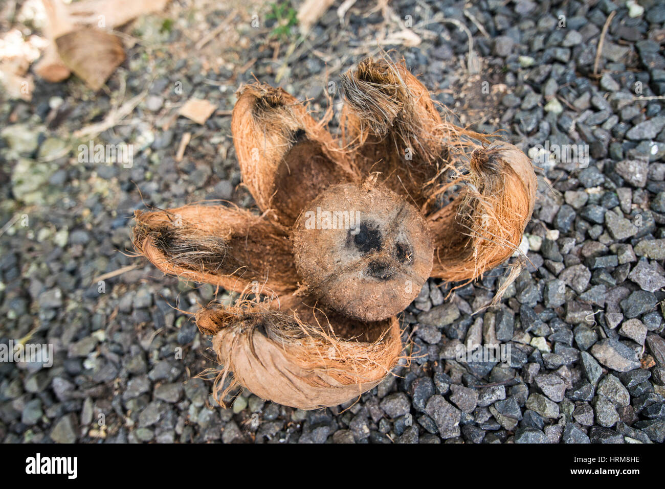 coconut in a husk Stock Photo - Alamy
