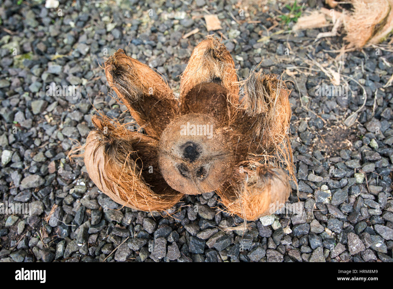 coconut in a husk Stock Photo - Alamy