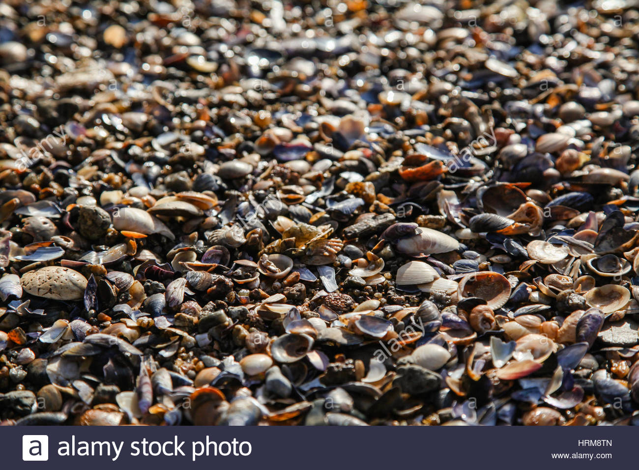 Muscheln Stock Photos & Muscheln Stock Images - Alamy