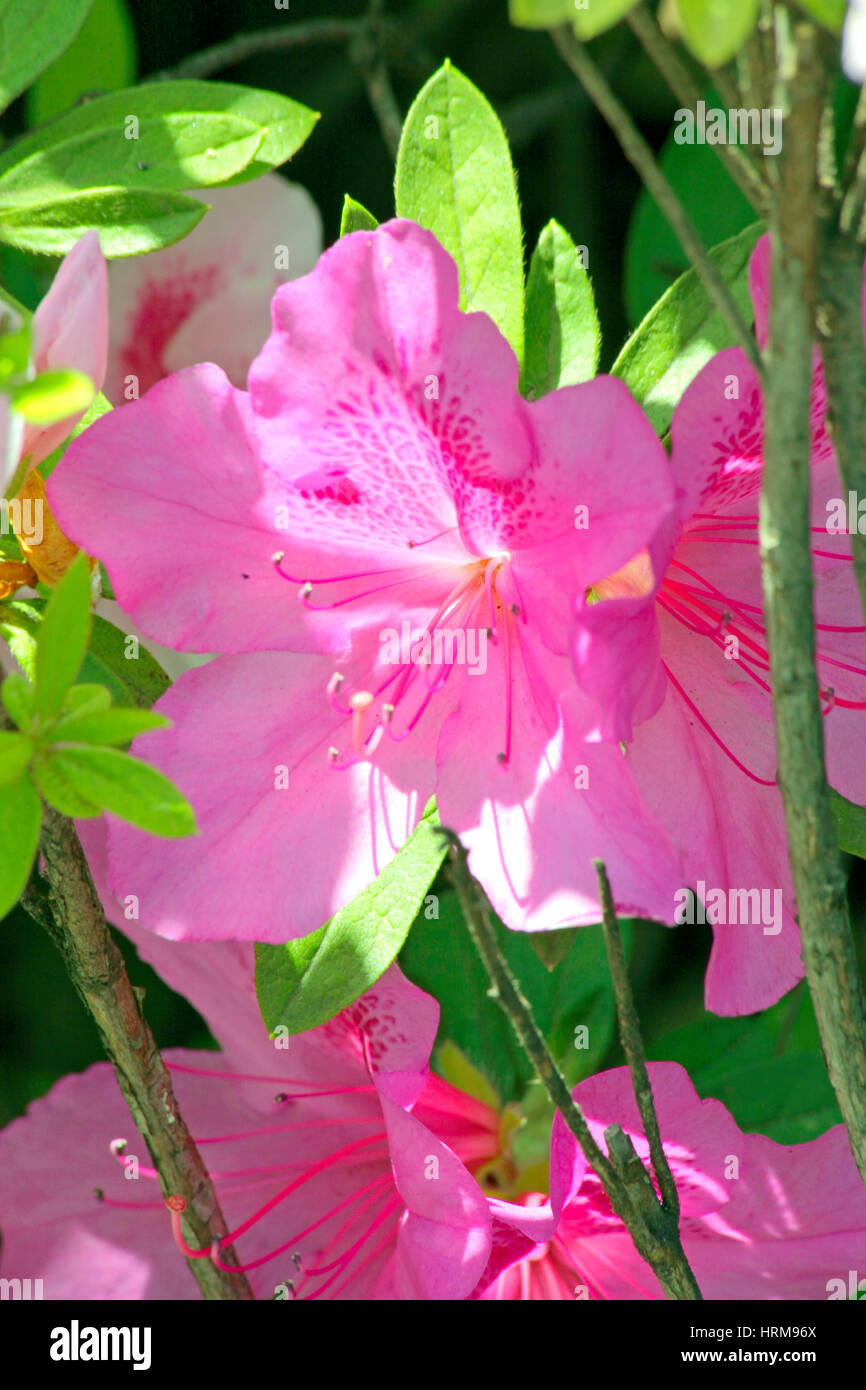 Japanese azaleas hi-res stock photography and images - Alamy