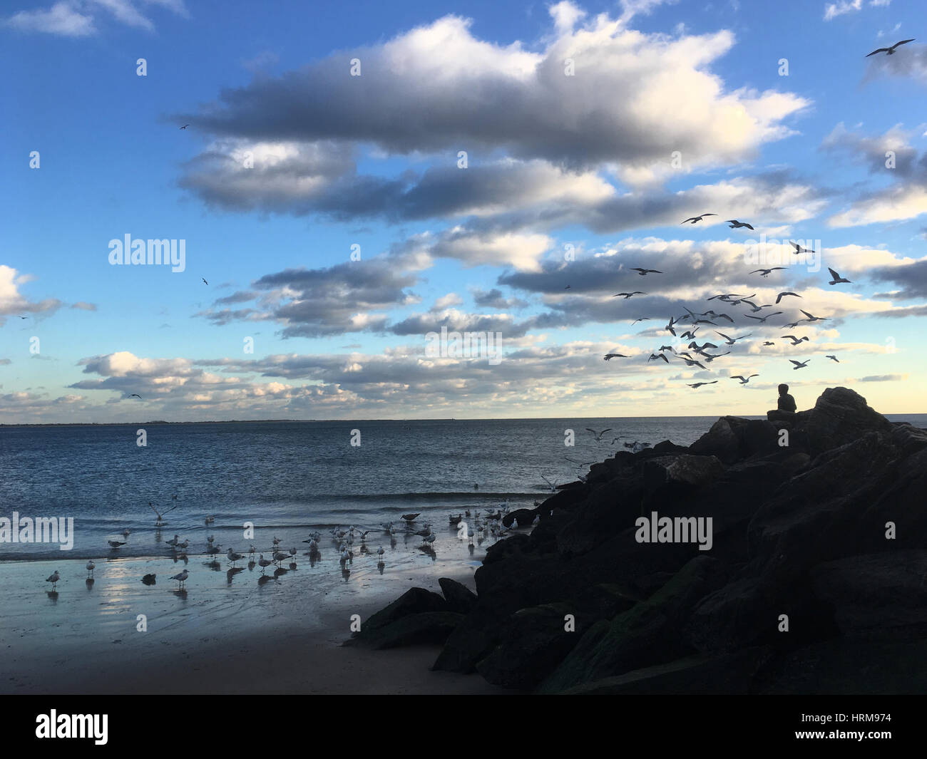 Birds on beach coney island hi-res stock photography and images - Alamy
