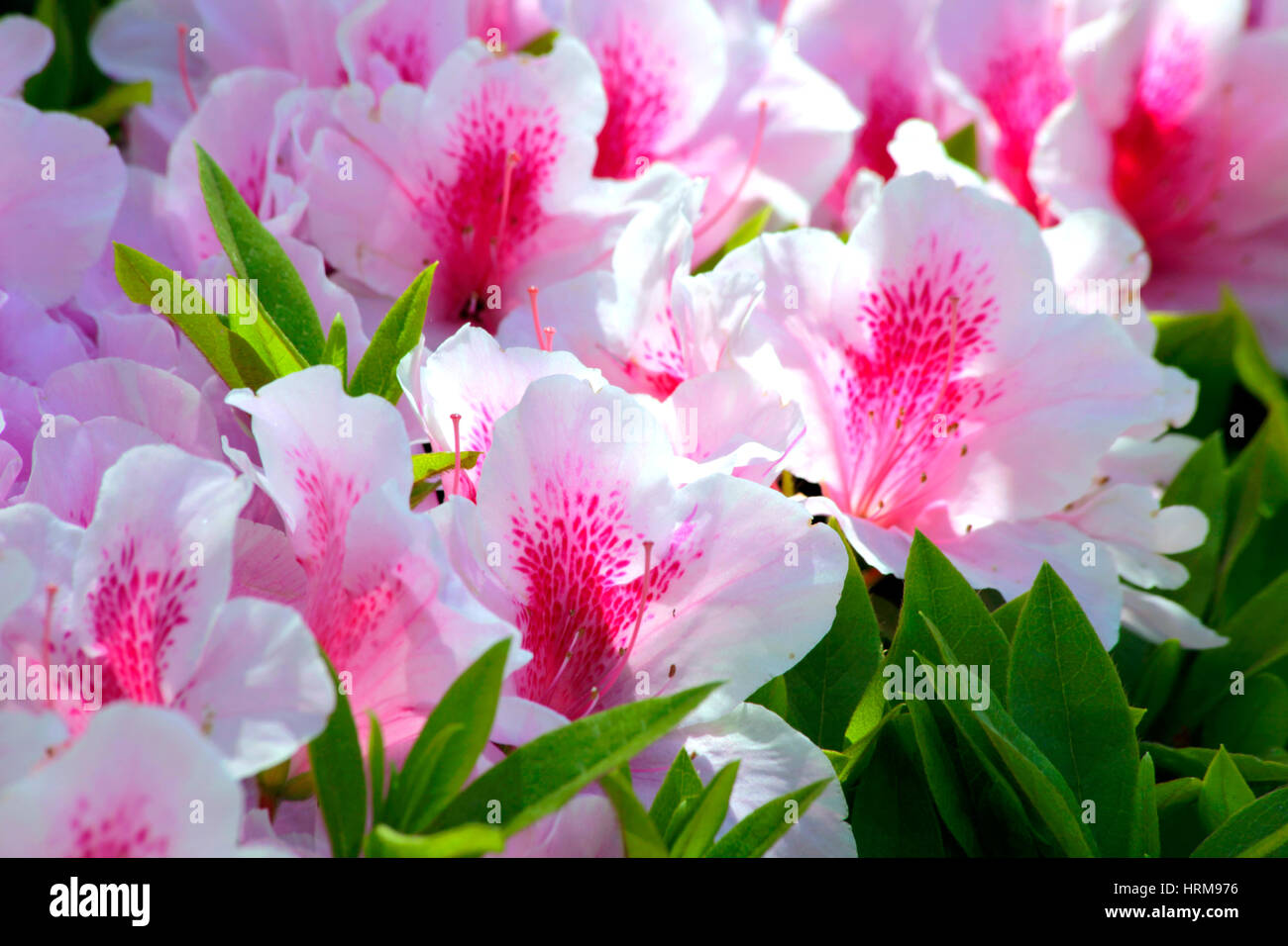 Japanese azaleas hi-res stock photography and images - Alamy