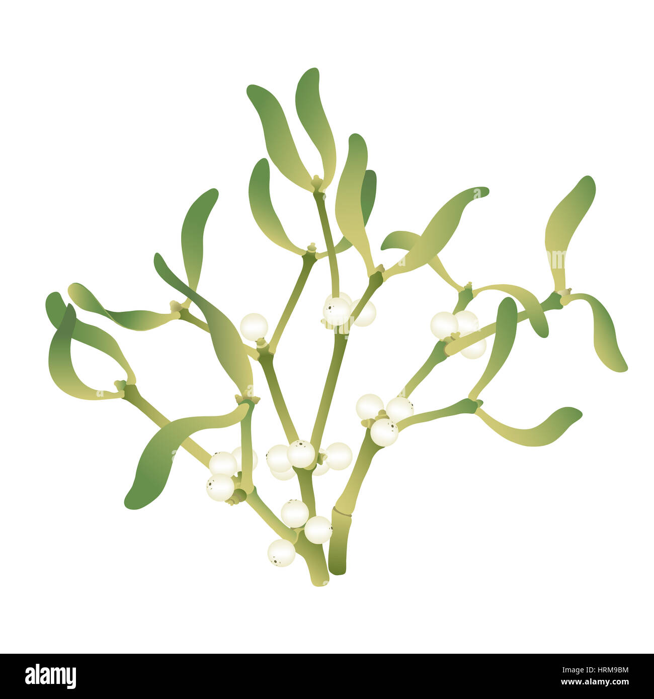 Mistletoe - Viscum album. Hand drawn digital illustration of a branch ...