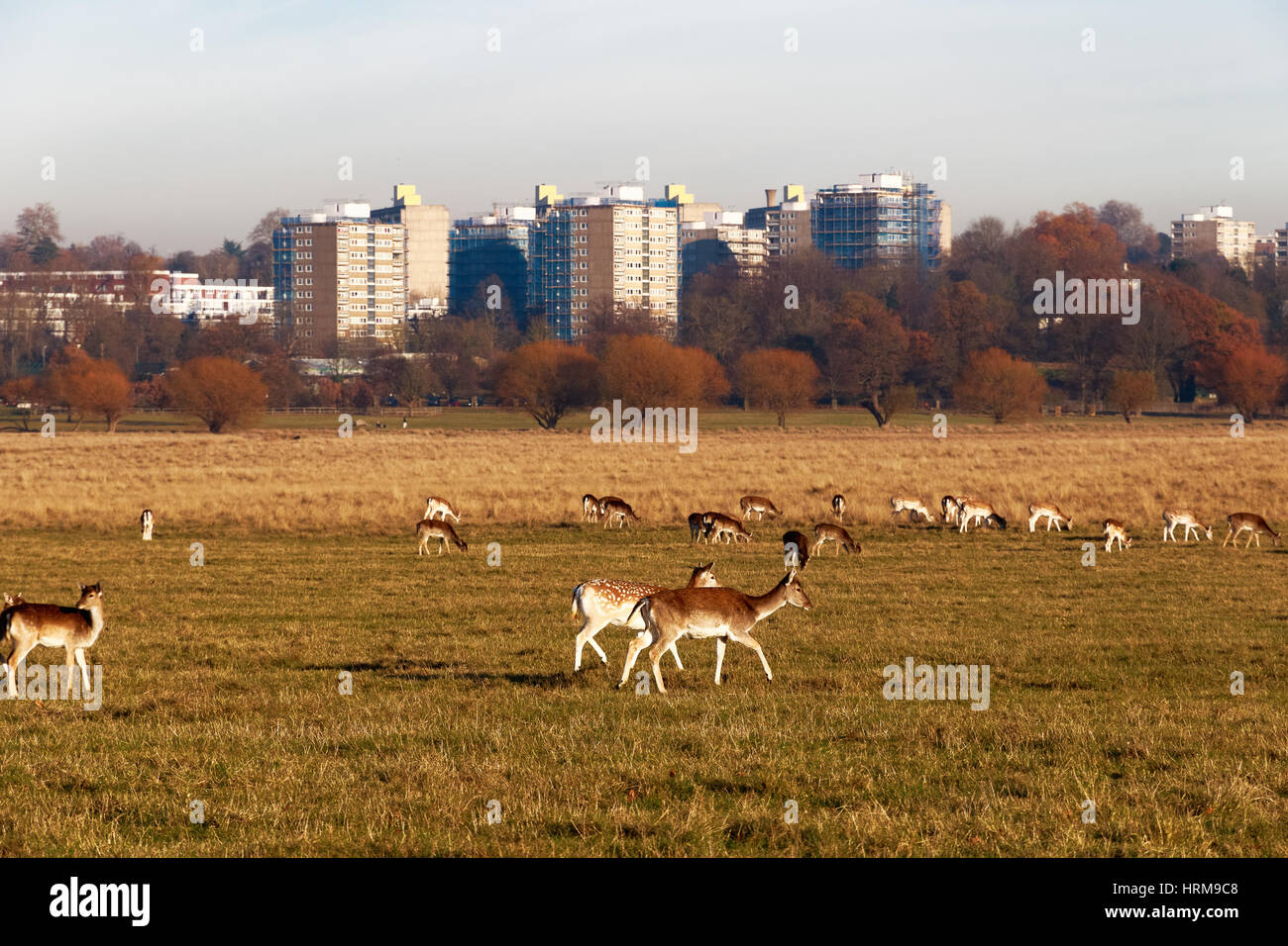 Fallow deer in Richmond Park, London Stock Photo - Alamy