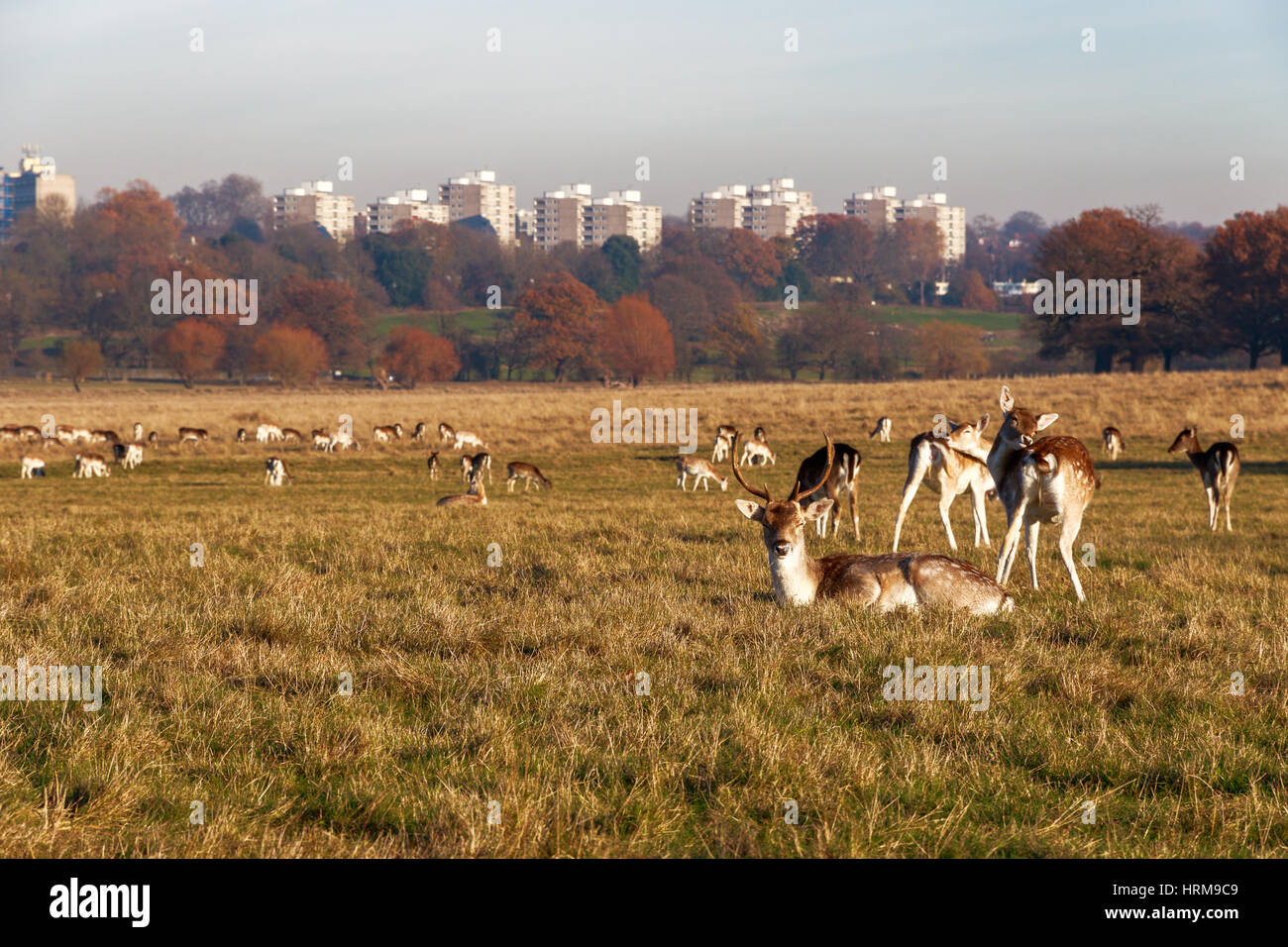 Fallow deer in Richmond Park, London Stock Photo - Alamy