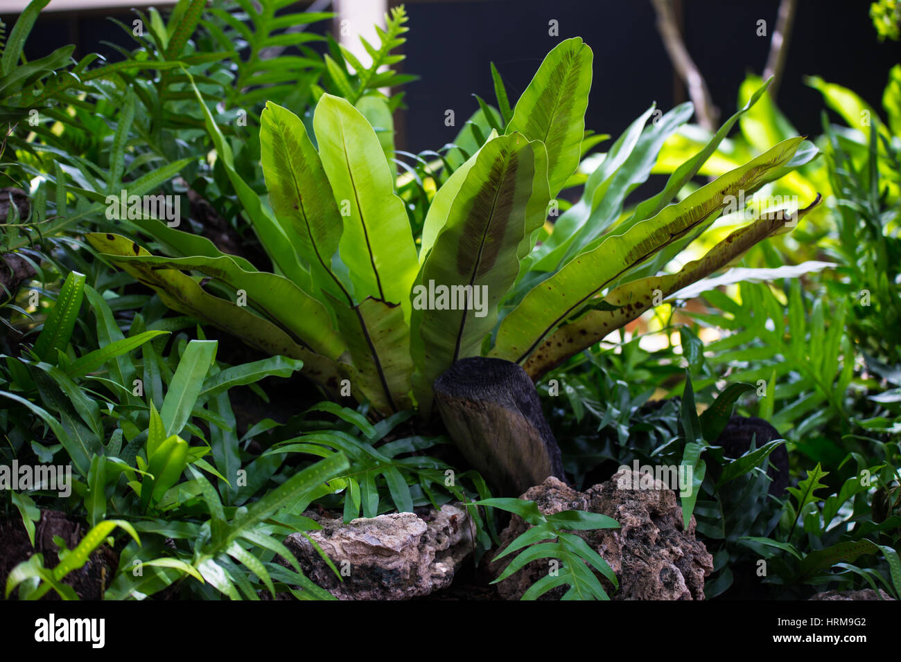 Epiphytic Fern Stock Photos & Epiphytic Fern Stock Images - Alamy
