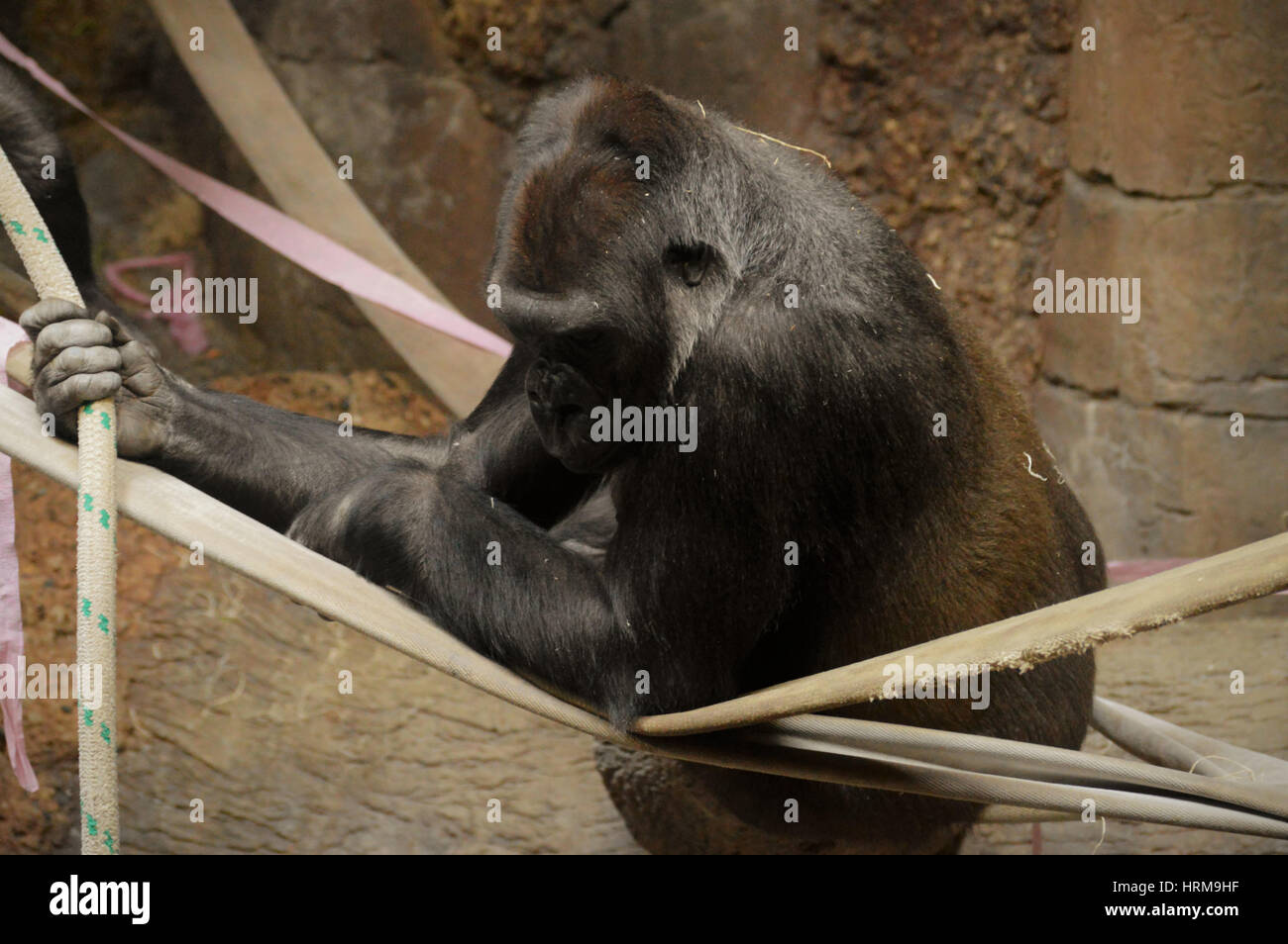 Gorilla on the ropes Stock Photo - Alamy