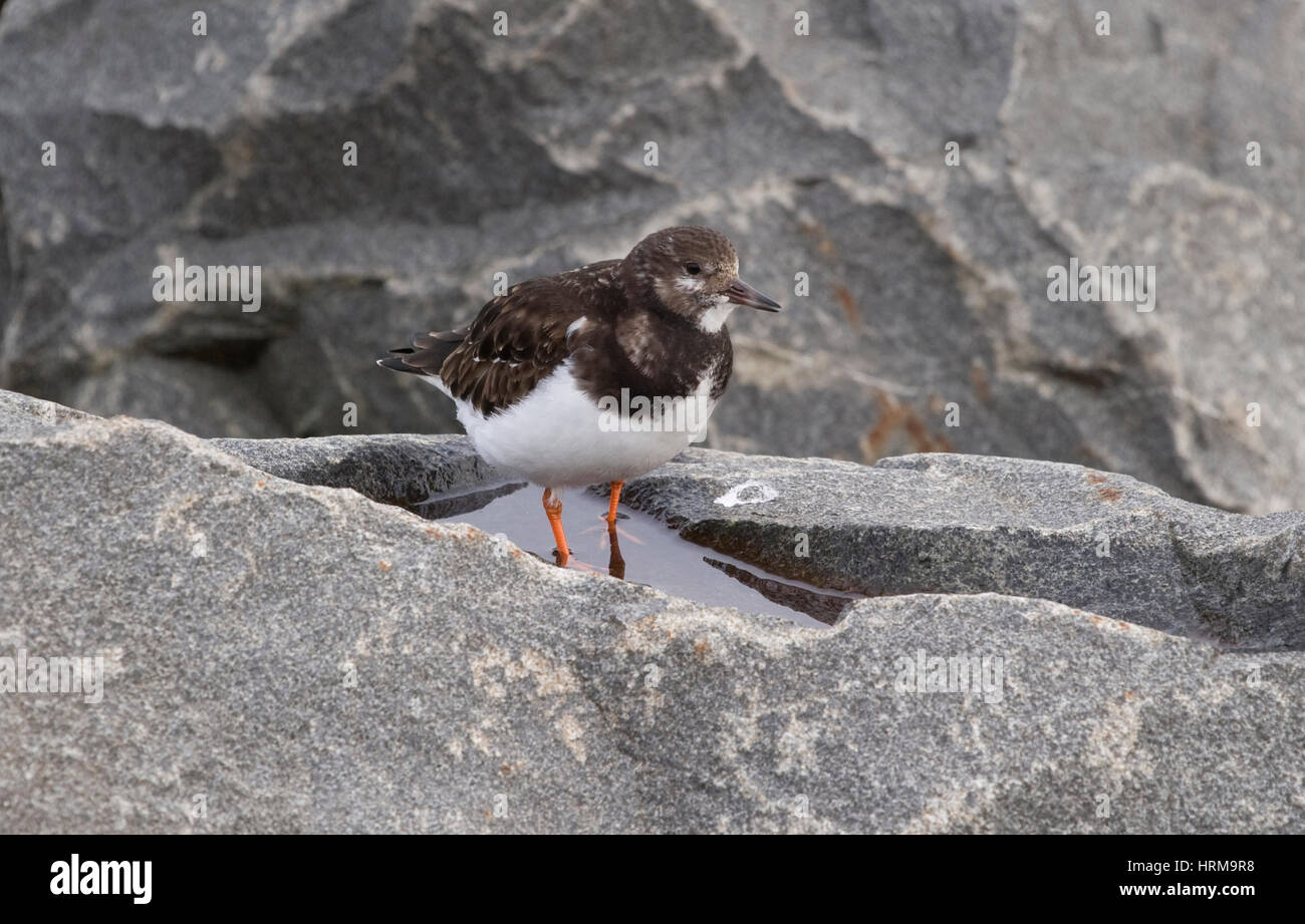 Turnstone, adult in winter plumage, on the rocky shoreline of the river ...