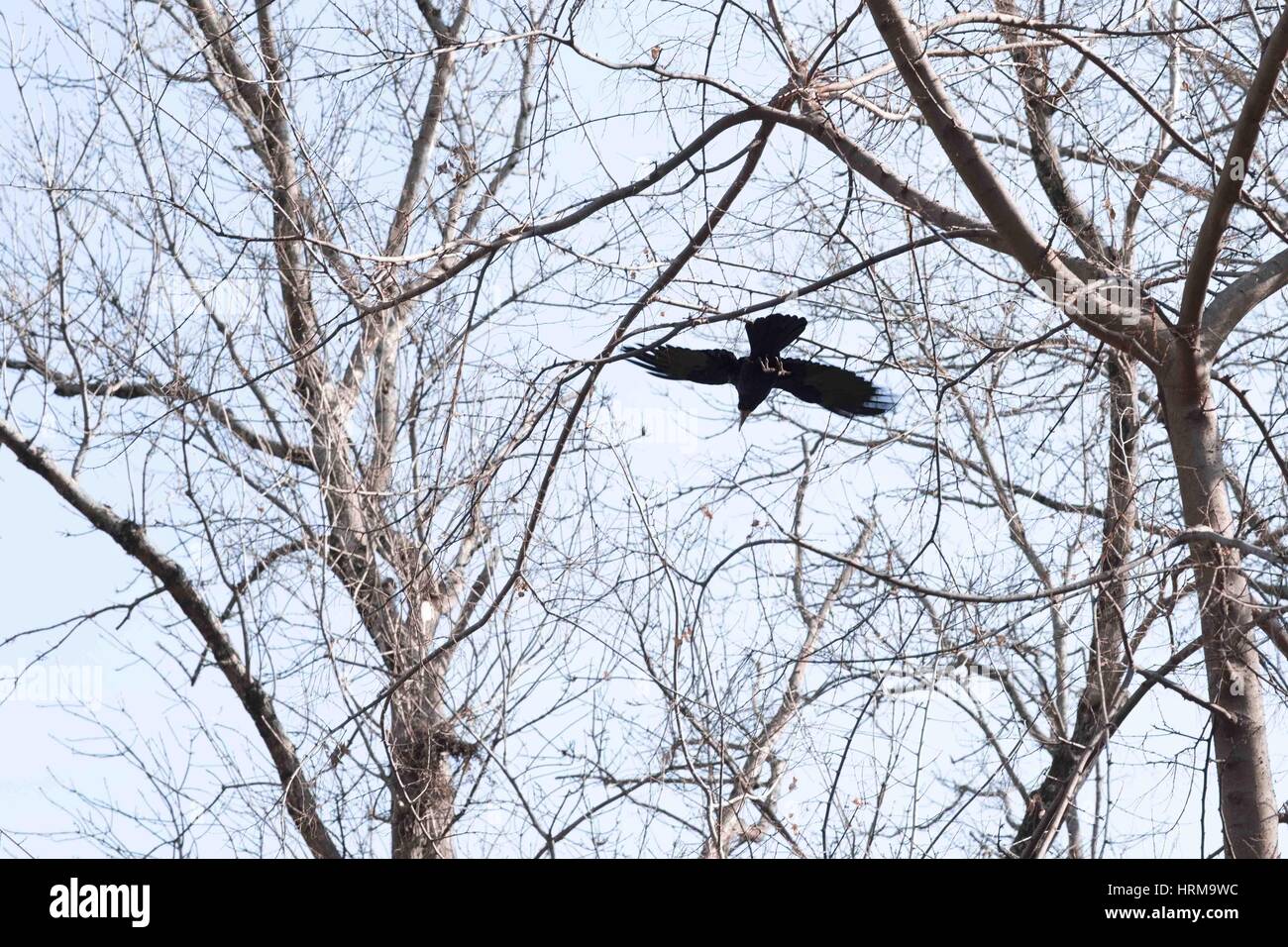 Bird - flying Black Common raven trough trees Stock Photo - Alamy