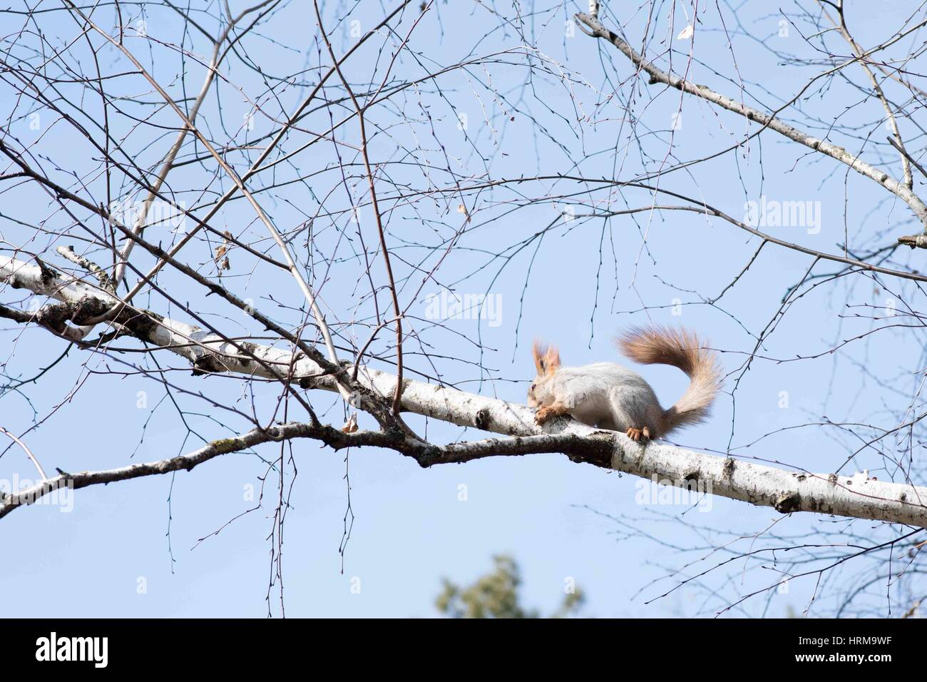 Squirrel hanging on a tree Stock Photo - Alamy