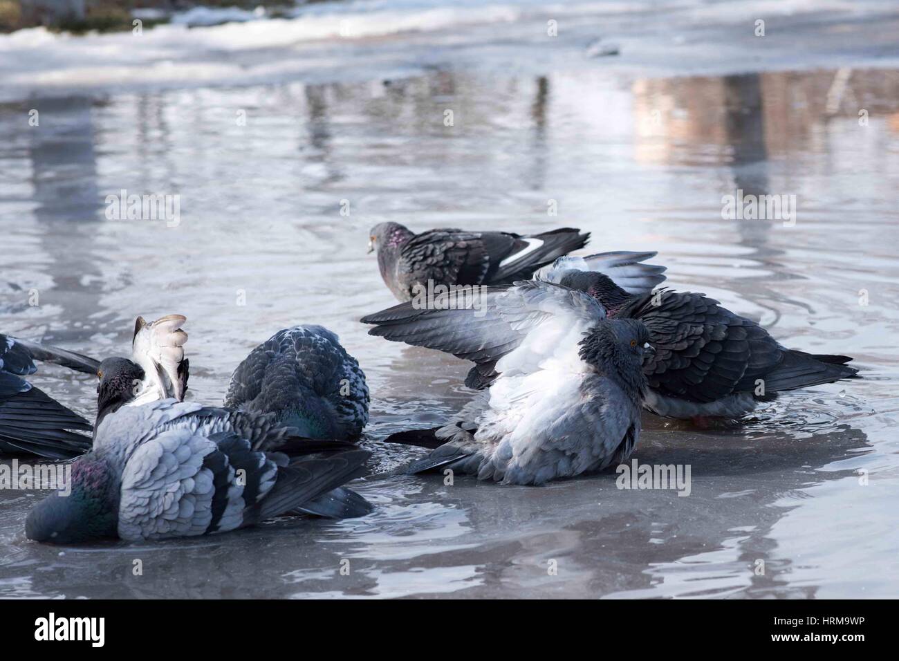 grey birds pigeons bathing in a puddle in the spring on the road Stock ...