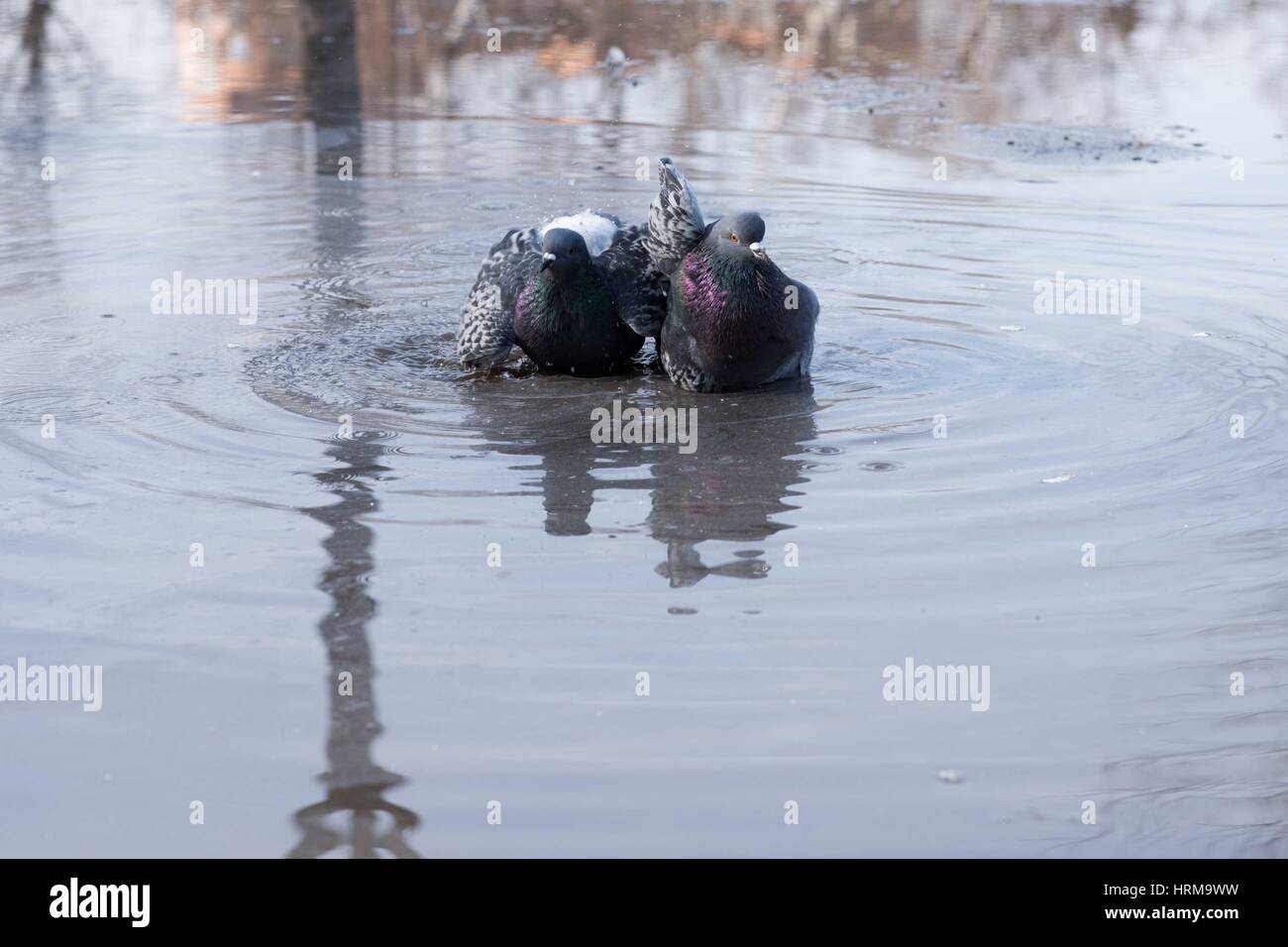 Bathing in a rain puddle hi-res stock photography and images - Alamy