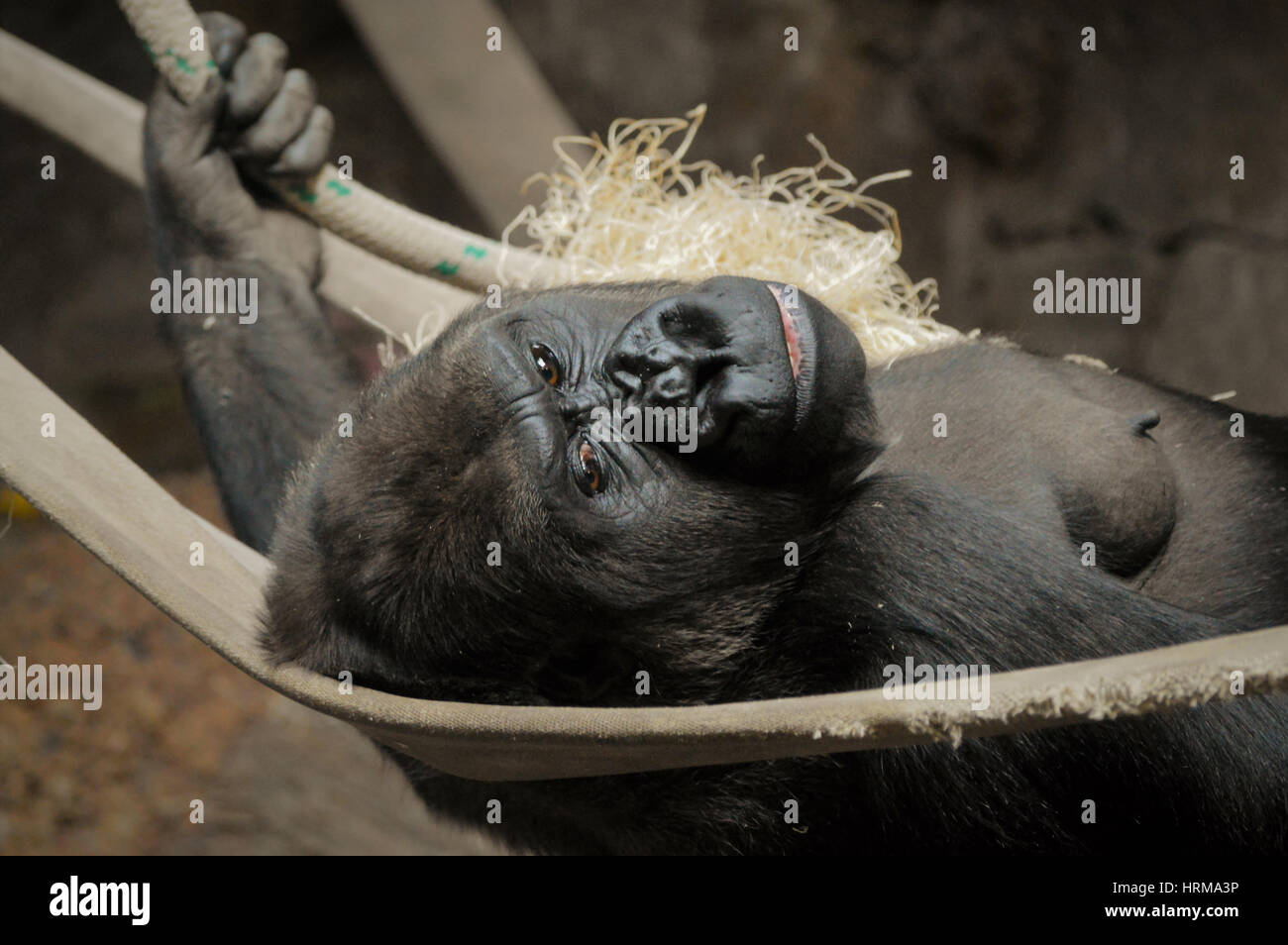 Gorilla on the ropes Stock Photo - Alamy
