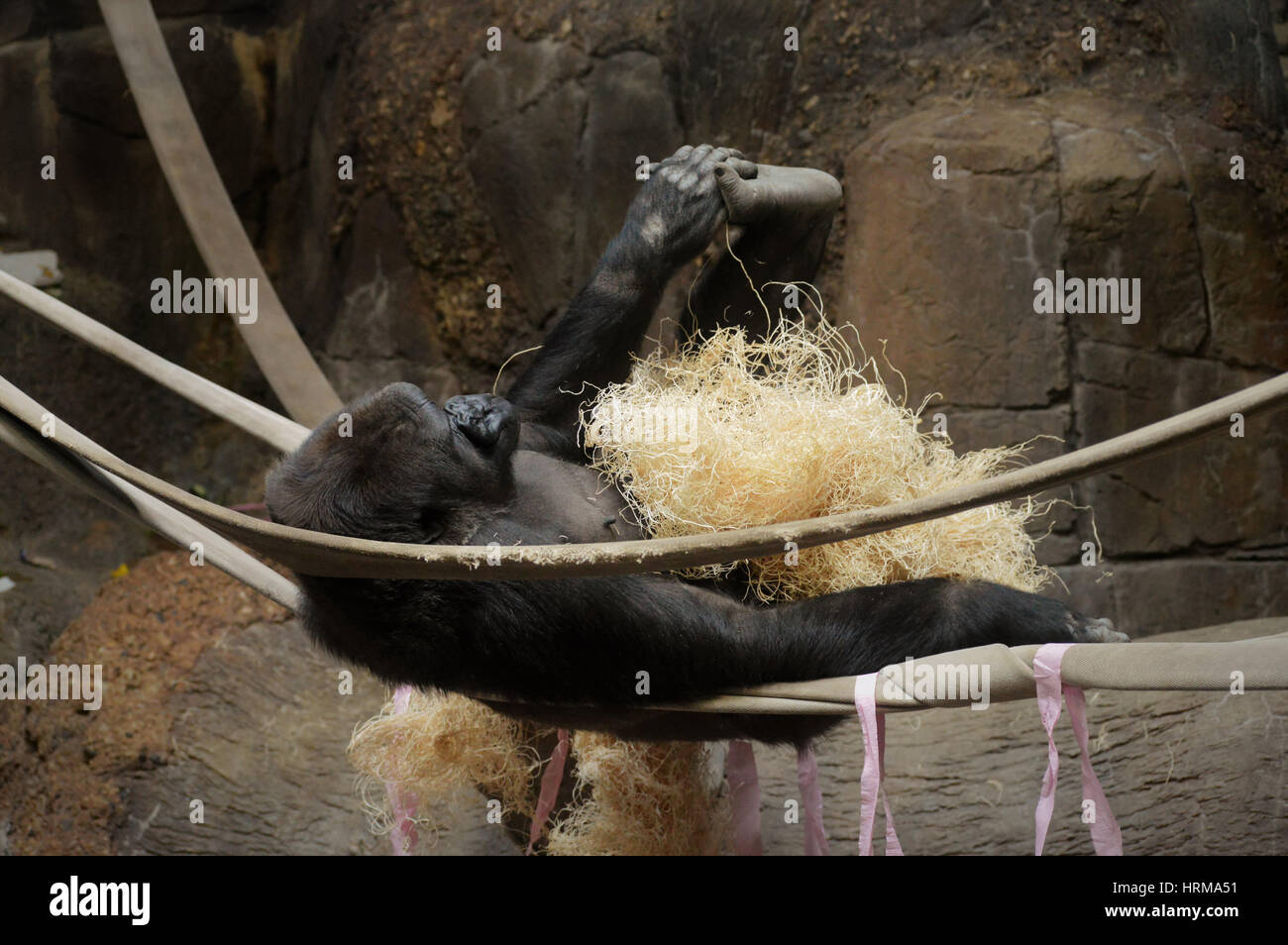 Gorilla on the ropes Stock Photo - Alamy