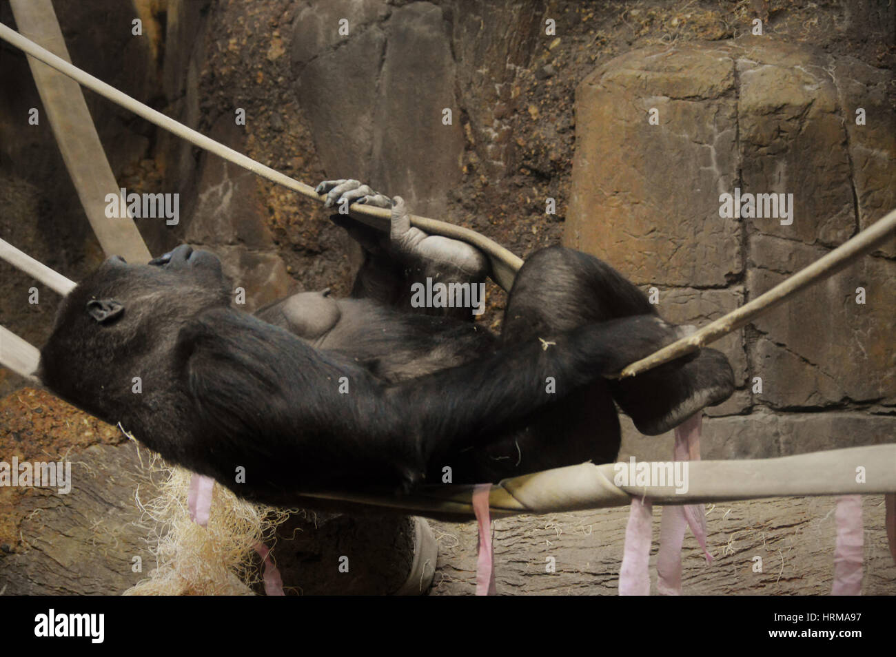 Gorilla on the ropes Stock Photo - Alamy