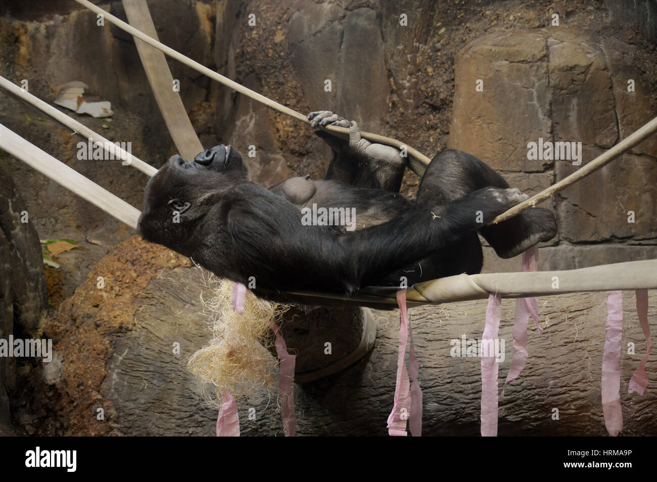 Gorilla hands and feet hi-res stock photography and images - Alamy