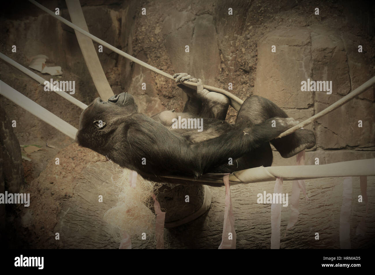 Gorilla on the ropes Stock Photo - Alamy