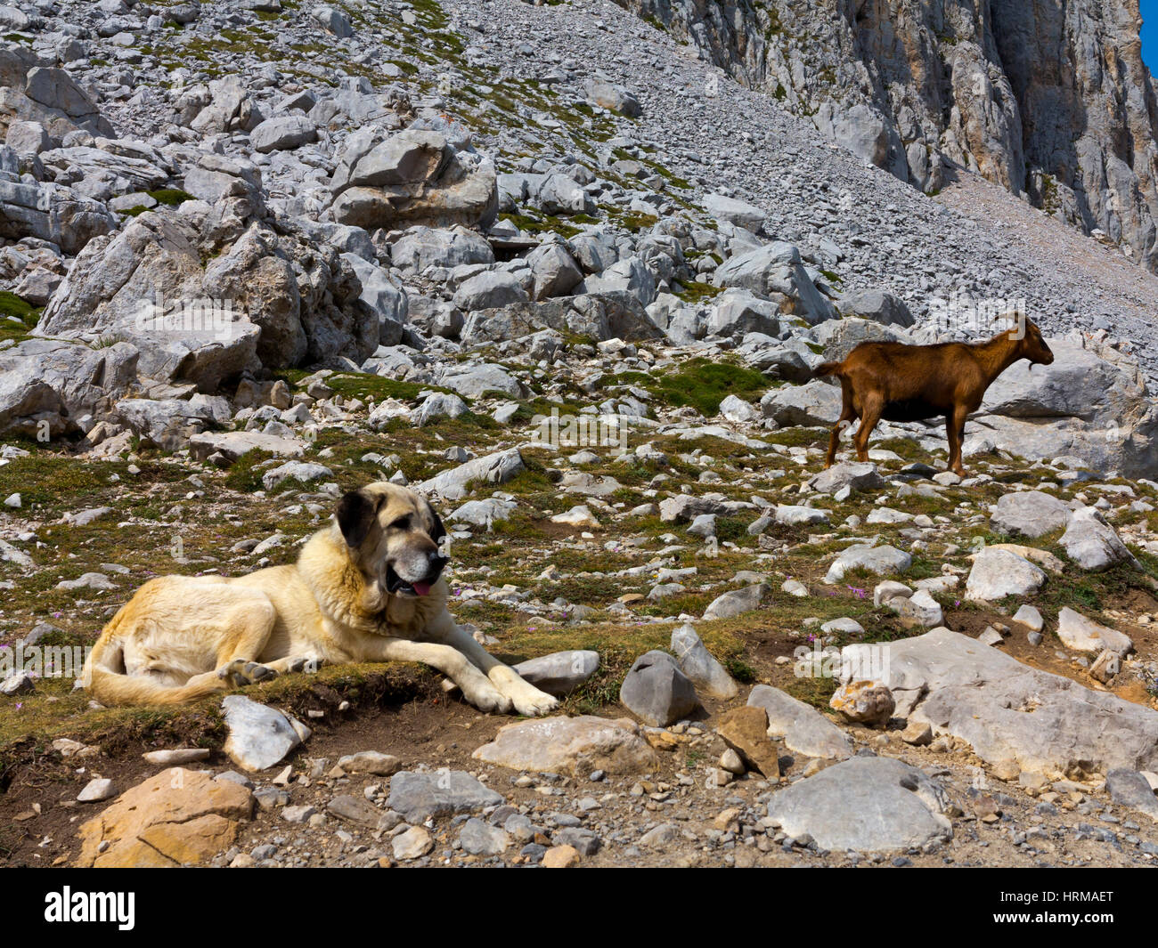 Chamois on a mountain hi-res stock photography and images - Alamy