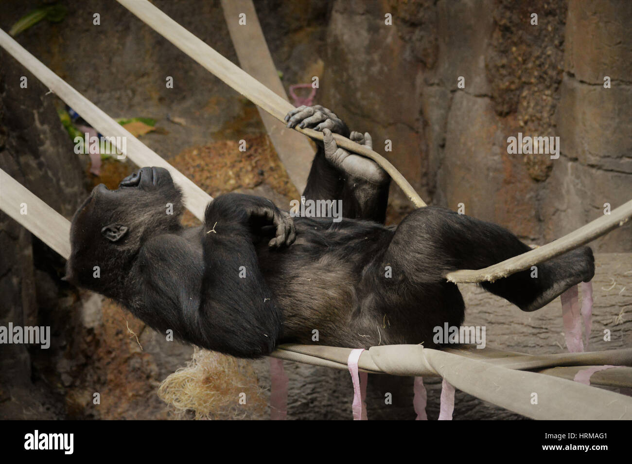 Gorilla on the ropes Stock Photo - Alamy