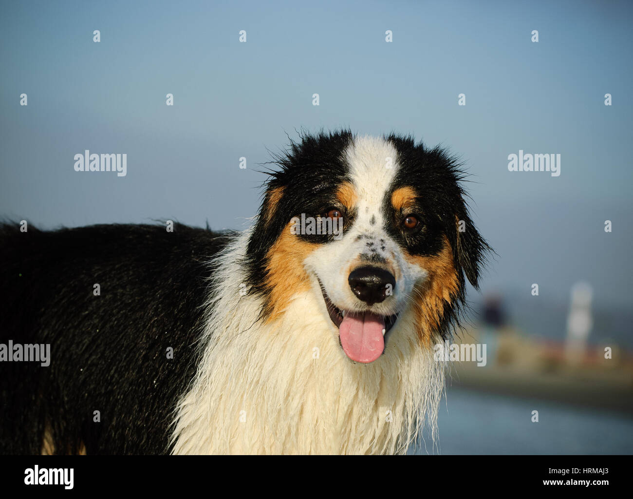 Wet Australian Shepherd dog portrait at beach Stock Photo - Alamy