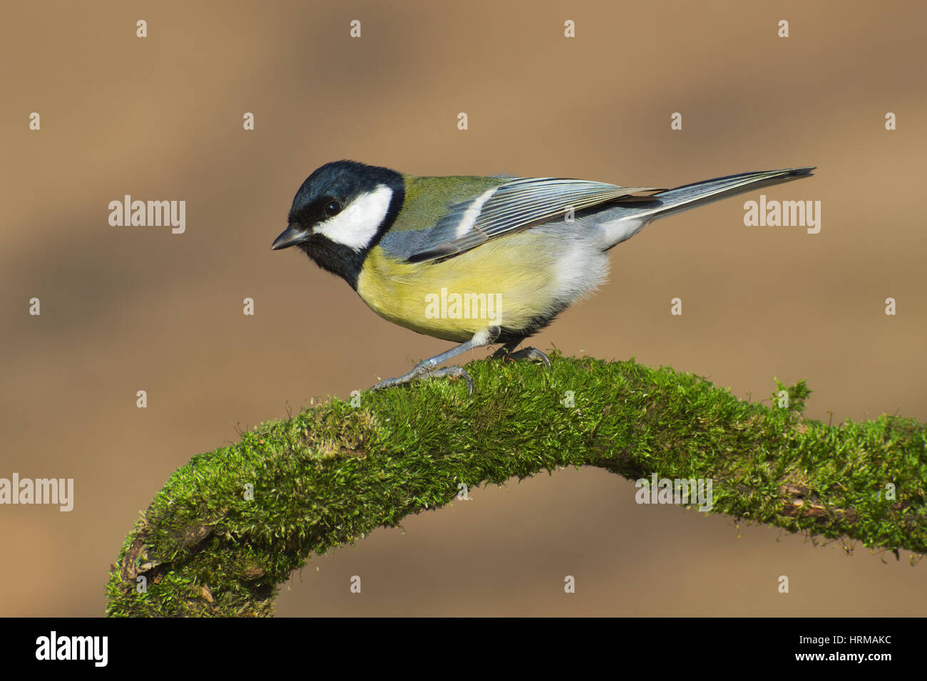 Great tit (Parus major) bird standing on a sprig covered of green moss ...
