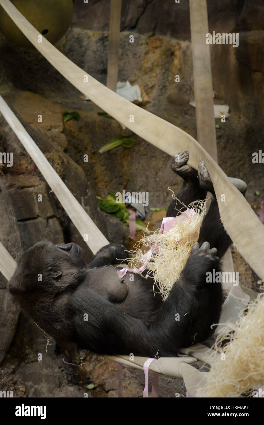 Gorilla on the ropes Stock Photo - Alamy