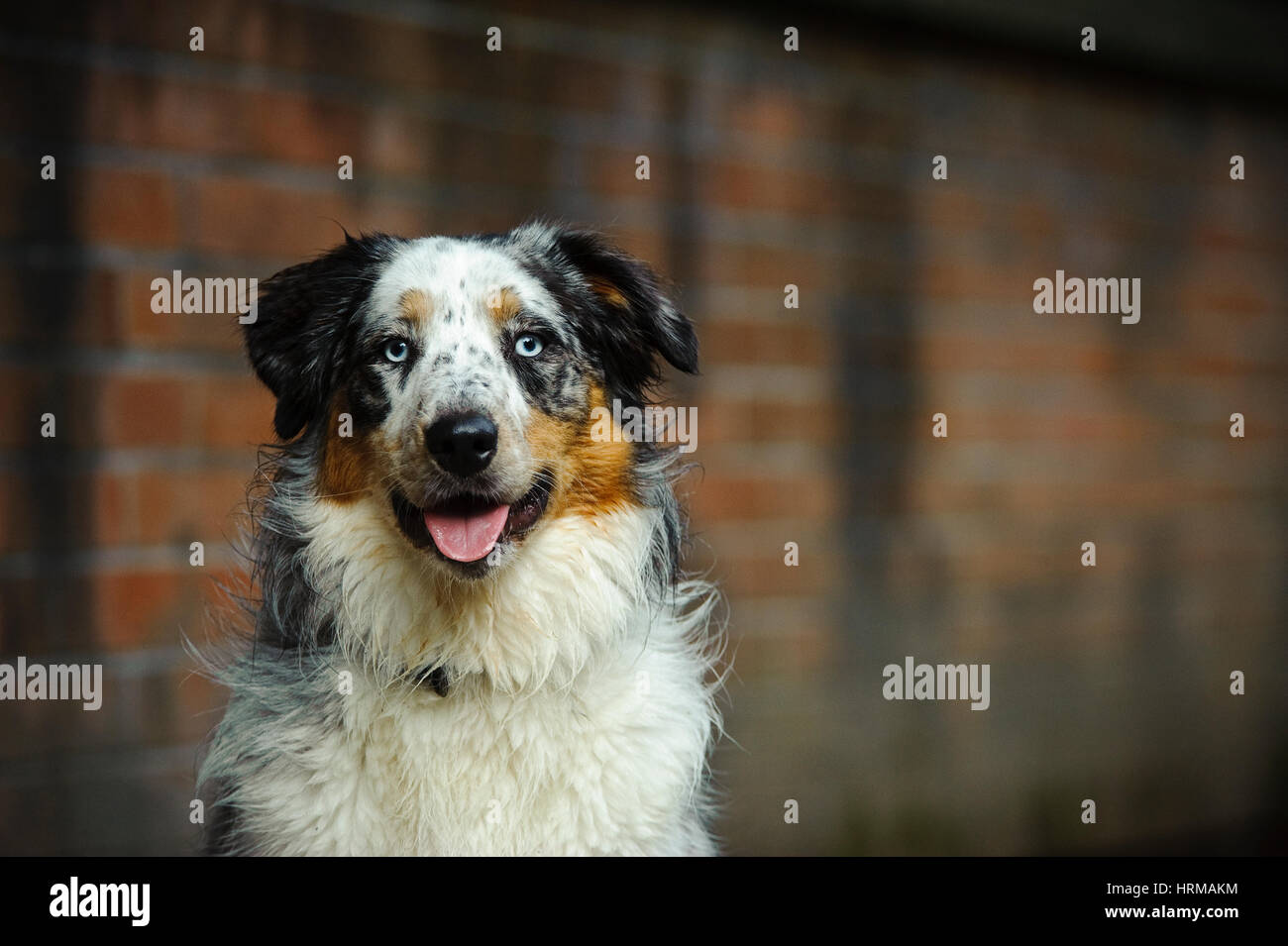 Australian Shepherd dog Stock Photo - Alamy