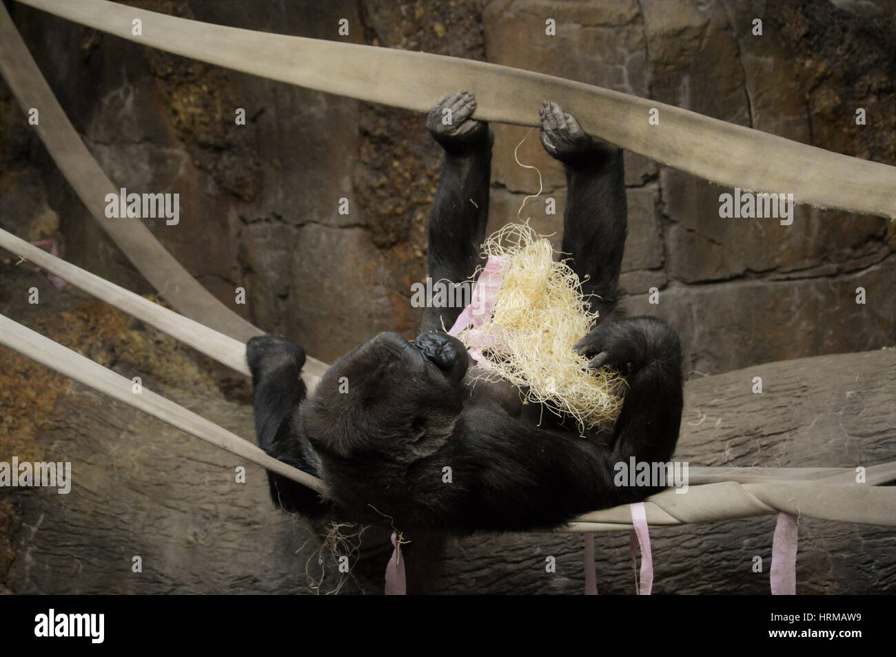 Gorilla on the ropes Stock Photo - Alamy