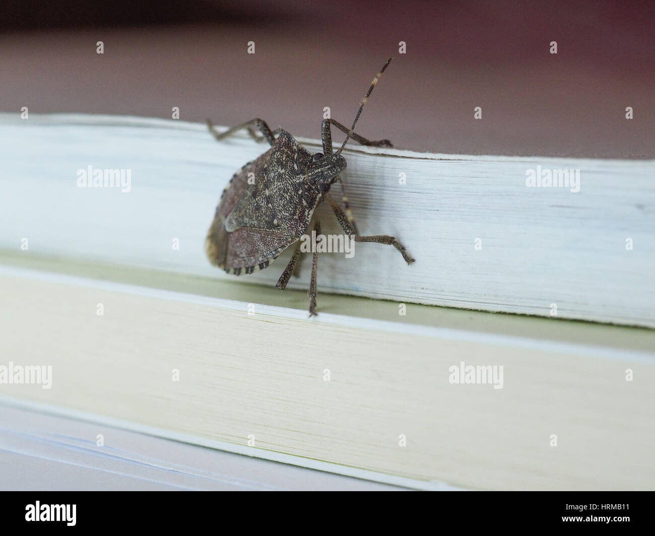 Brown marmorated stink bug (Halyomorpha halys) insect animal Stock ...