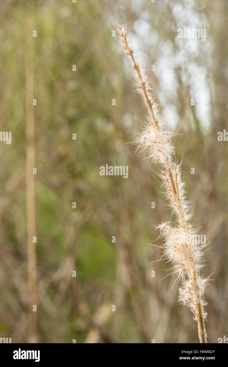 Weeds growing in the woods Stock Photo - Alamy
