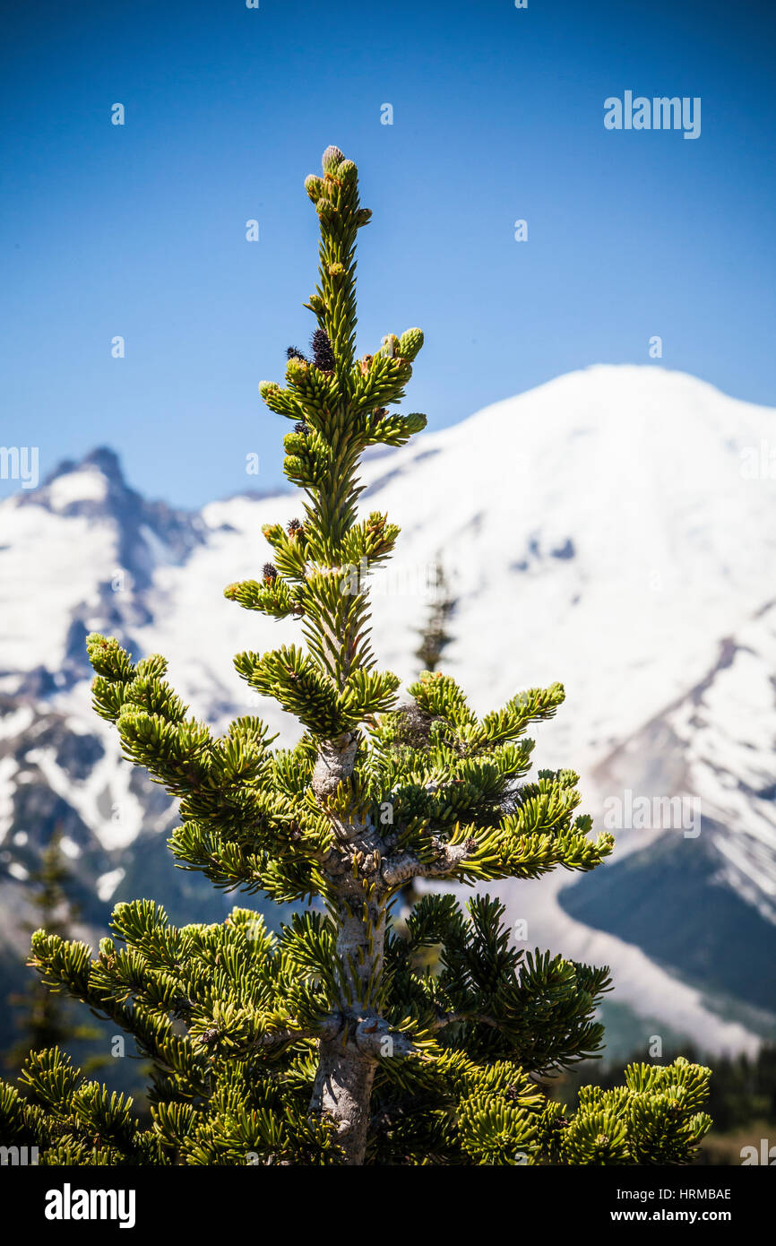 Closeup of a tree with Mt Rainier in the Background Stock Photo - Alamy