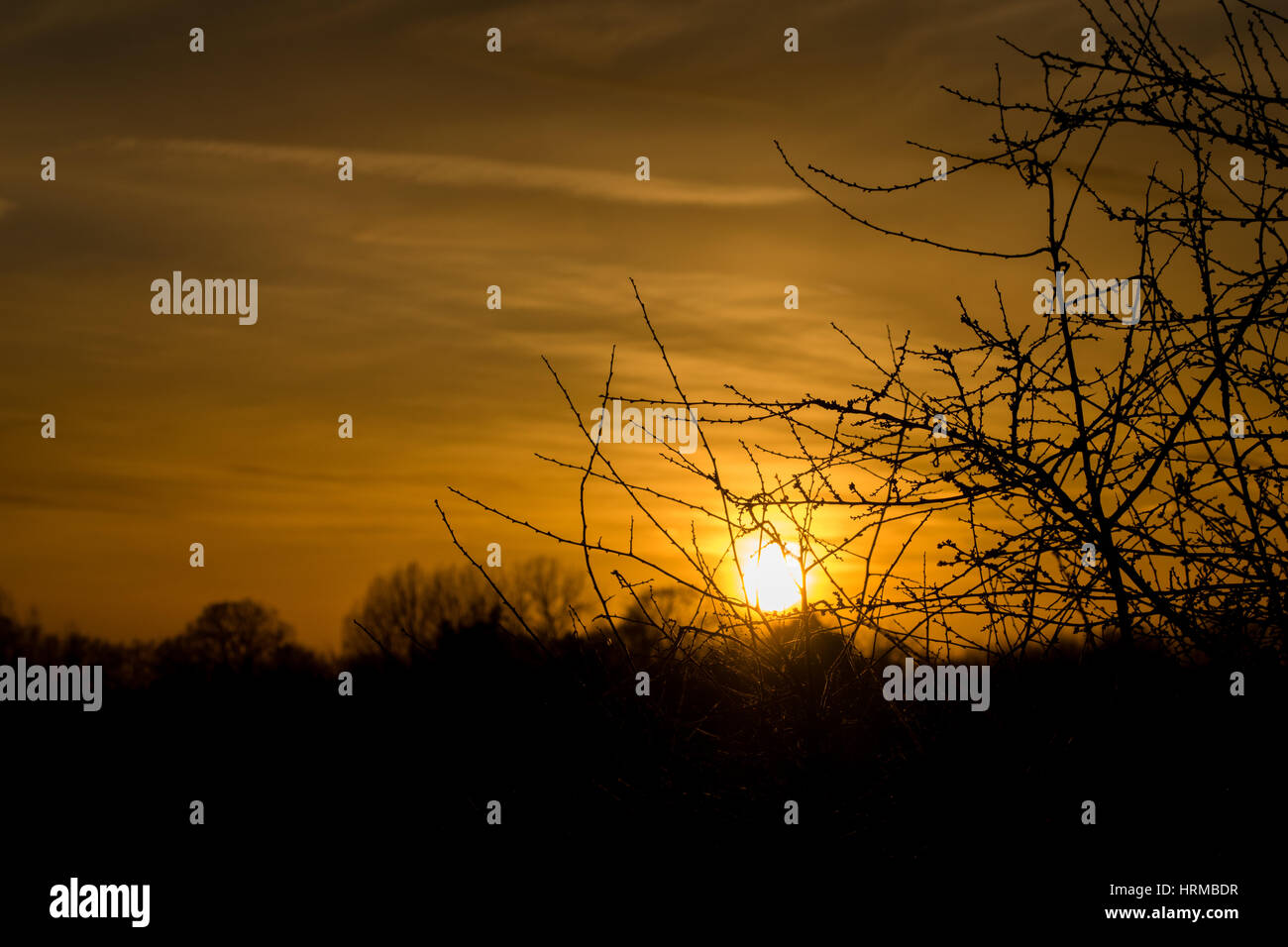 Golden hour early spring sunset with bare winter tree branches in the ...