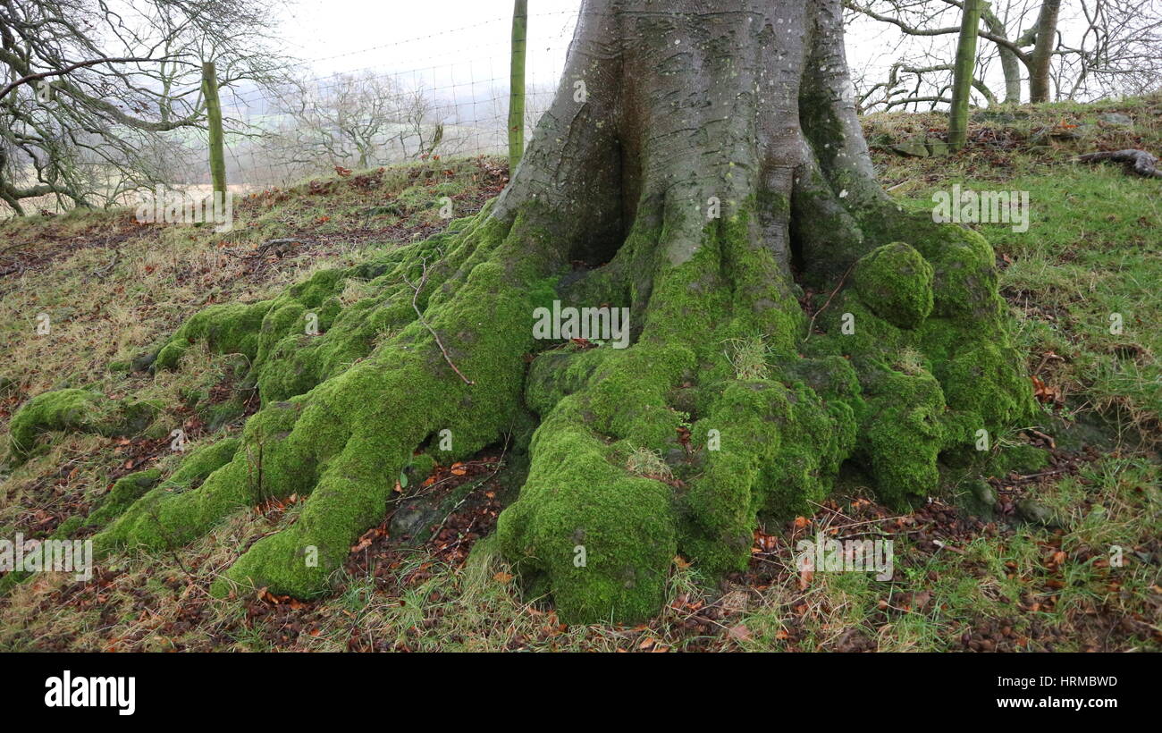 Moss covered base of a tree trunk, close up, Cotswold, England,UK Stock ...