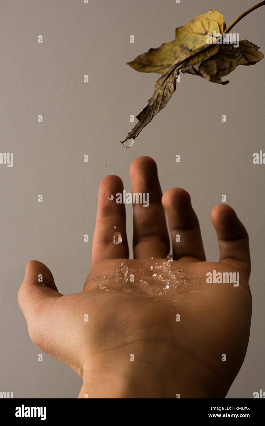 A Raindrop Falling Onto A Hand From A Leaf Stock Photo - Alamy