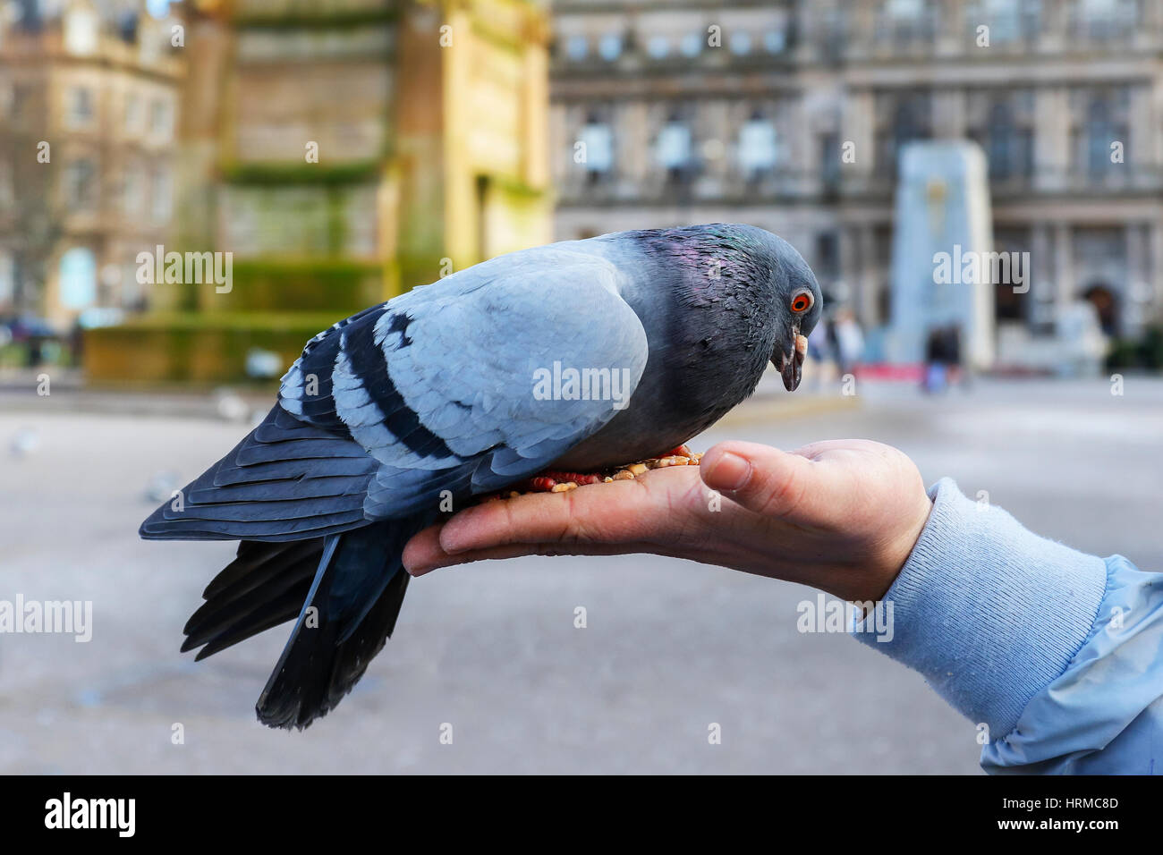Ferral rock dove hi-res stock photography and images - Alamy