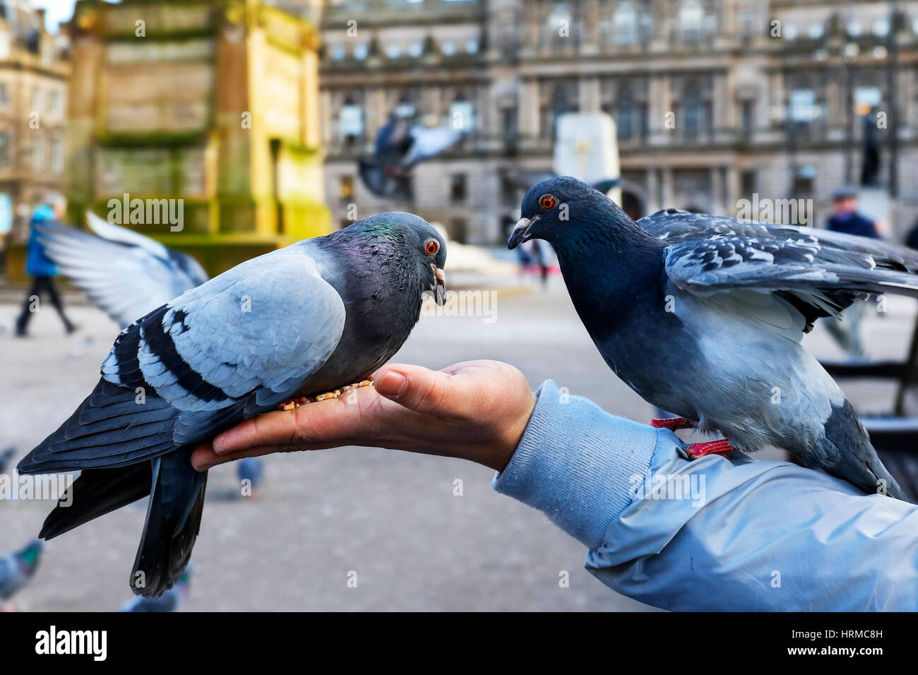 Tame pigeon hi-res stock photography and images - Alamy