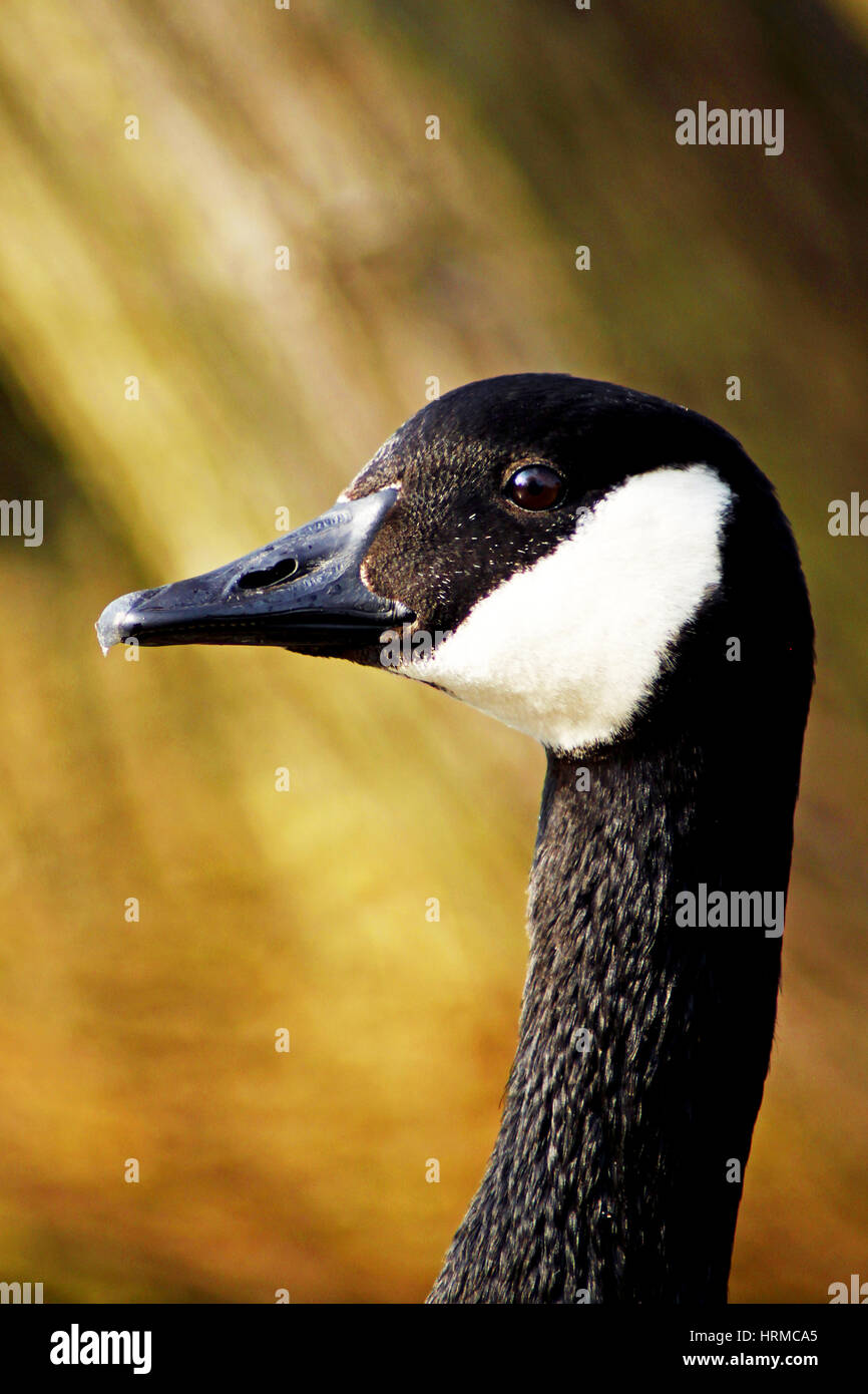 Canada gose hi-res stock photography and images - Alamy