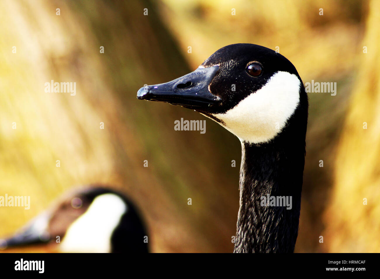 Canada gose hi-res stock photography and images - Alamy