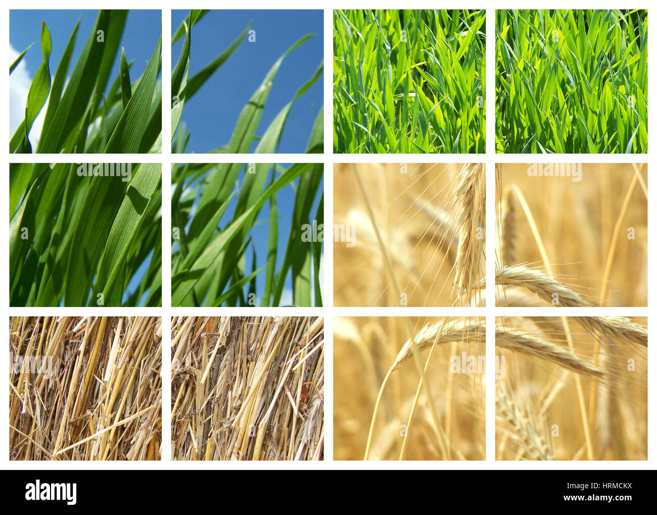 wheat in four different stages of growning collage Stock Photo - Alamy