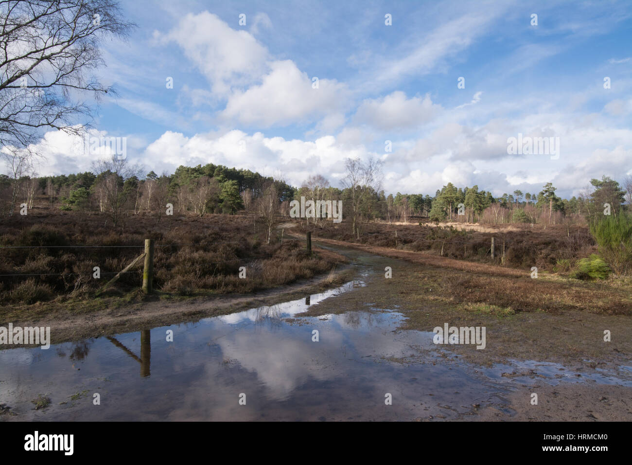 Crooksbury common hi-res stock photography and images - Alamy